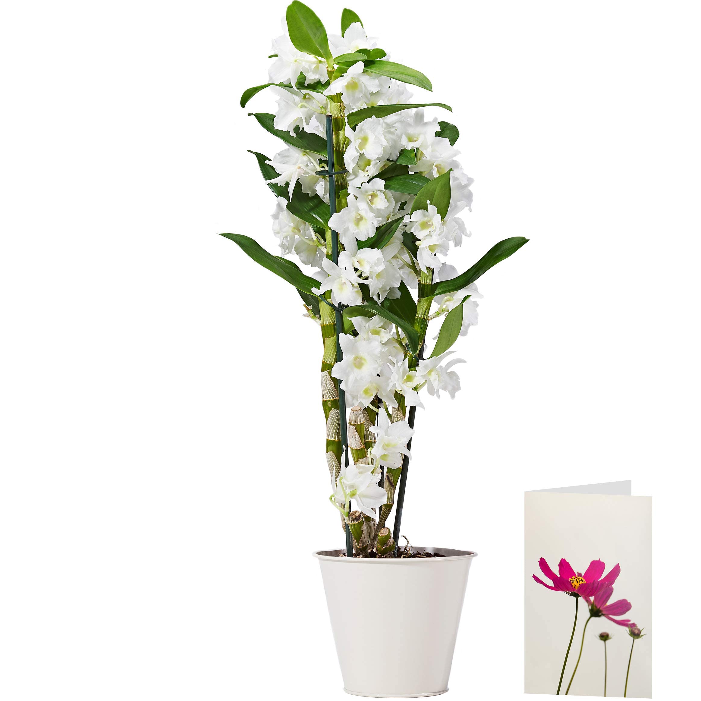 Morrisons The Best Indoor Dendrobium Orchid – thegardentools